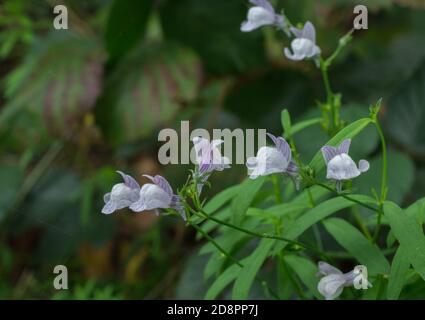 Linaria repens, Creeping Toadflax, growing on downland, Surrey, UK ...