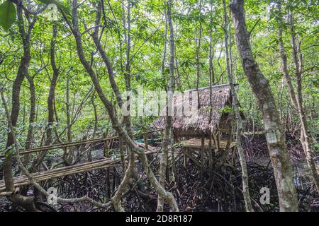 Mangrove forest in Bohol, Philippines Stock Photo - Alamy