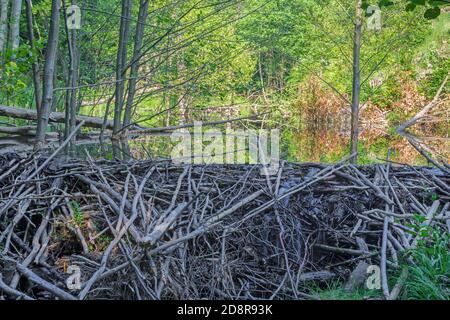 The beaver barrage on the creek in forest of Little Carpathian ...