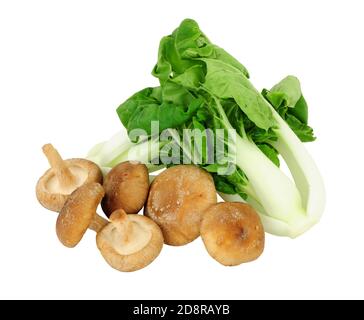 Bok choy (chinese cabbage) isolated on white Stock Photo - Alamy
