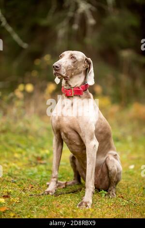 Weimaraner vizsla hunting dog sitting in the forest Stock Photo - Alamy