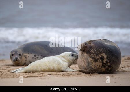 A grey seal pup suckles from her mother seal, covered in sand on a ...