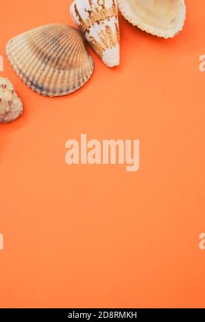 Abstract Decorative Dry Seashells Natural Concept Photo Stock Photo - Alamy