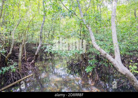 Mangrove forest in Bohol, Philippines Stock Photo - Alamy