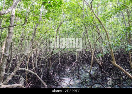 Mangrove forest in Bohol, Philippines Stock Photo - Alamy