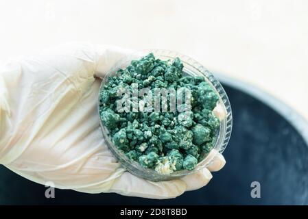 Closeup to Trichoderma harzianum in the hand. Use for protect plant ...