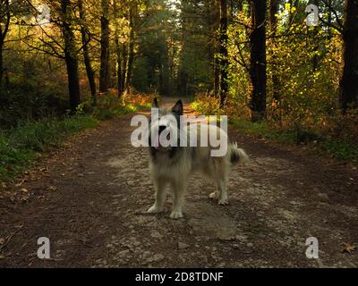 little brown dog in a mountain road in autumn Stock Photo - Alamy