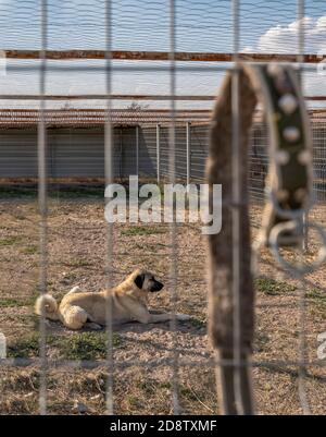 Kangal, Anatolian guard dog lying in dandelion (Taraxacum) Allgaeu ...