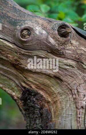 An ancient gnarly tree growing on a grassy meadow located at tollymore ...