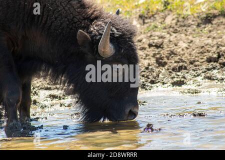 Photo of a bison drinking from the river Stock Photo - Alamy