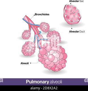 Human Respiratory System Lungs with Alveoli Anatomy Stock Photo - Alamy