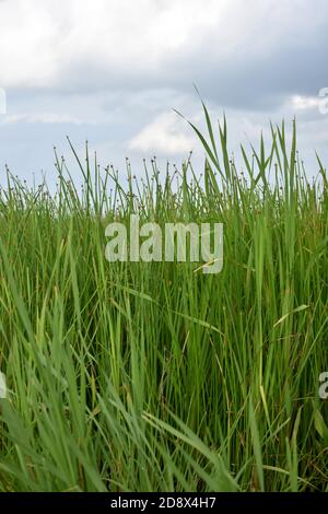 Swamp grass growing out of the wetlands in the bayou Stock Photo - Alamy
