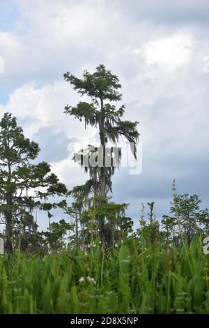 Landscape of Barataria Preserve in Southern Louisiana Stock Photo - Alamy