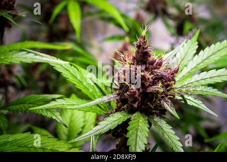 Close up of Blooming purple Kalini Asia Marijuana plant with Flowers ...