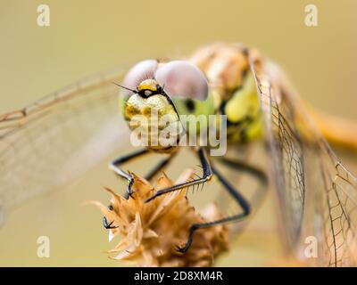 Dragonfly Insect Sitting on Plant Macro Portrait Stock Photo - Alamy