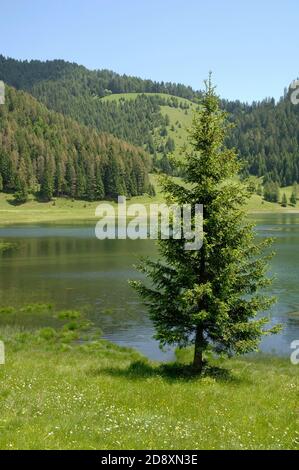 Borno (Bs),Valcamonica,Lombardy,Italy, the Lake of Lova Stock Photo - Alamy
