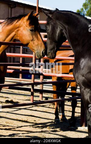 A vertical shot of herd of black and brown Spanish fighting bull in ...