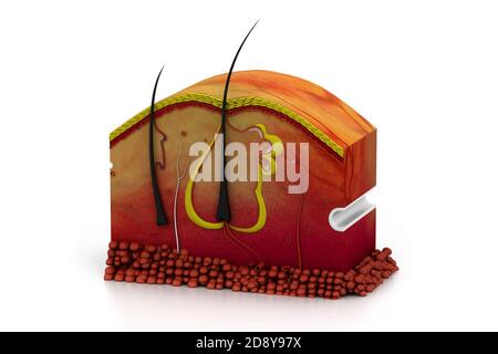 Human skin cross section. Digital illustration, 3D render Stock Photo ...
