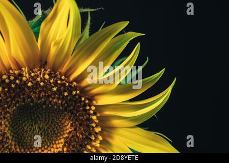 Close up abstract sunflower plant color light. Beautiful plant minimal ...