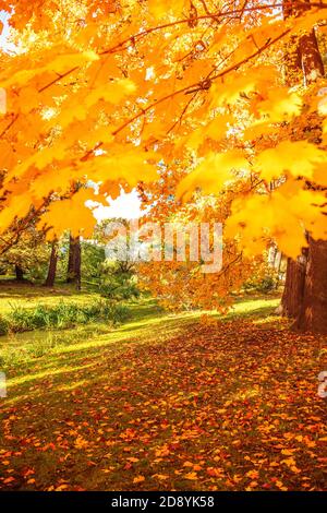 Beauty autumnal banner with falling leaves for your design Stock Photo ...