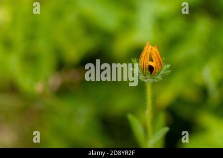 Young blooming yellow Coneflower bud on blurred background with copy ...