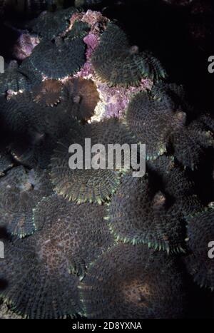 Discosoma is a genus of cnidarians in the order Corallimorpharia ...