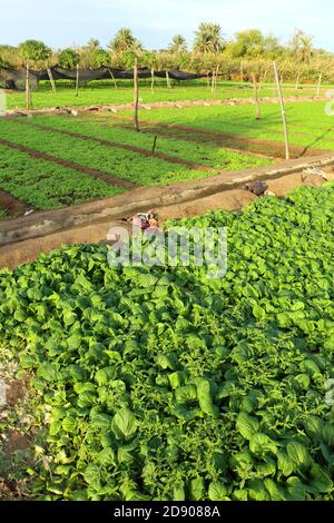 Crops growing in irrigated fields, Barbar, Kingdom of Bahrain Stock ...
