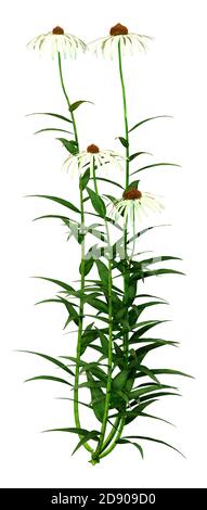 3D rendering of cone flowers isolated on white background Stock Photo ...
