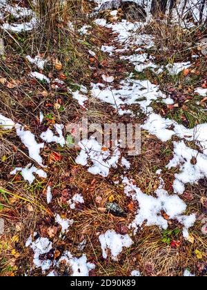 Natural background - first snow cover ground Stock Photo - Alamy