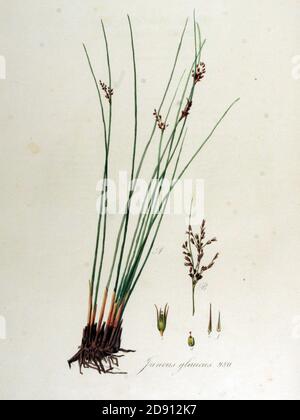 Juncus glaucus — Flora Batava — Volume v13 Stock Photo - Alamy