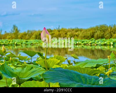 Lotus flowers on river Mincio Italy during a sunny day.in Italy Stock ...