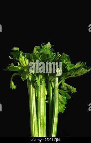 Celery branch bunch on black wood table background Stock Photo - Alamy