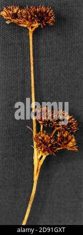 Juncus acuminatus NRCS-1 Stock Photo - Alamy