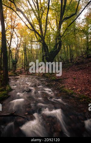 Typical view of the basque forests at Artikutza area; Basque Country ...