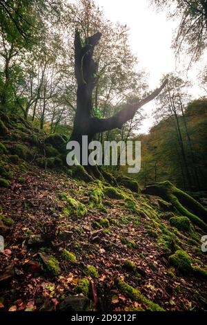 Typical view of the basque forests at Artikutza area; Basque Country ...