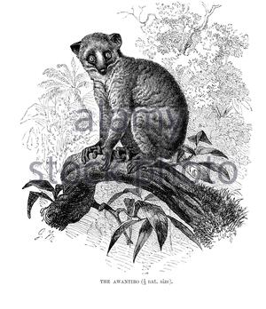 Historic illustration of an angwantibo, golden potto,Bärenmaki ...