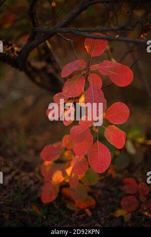Amazing red magenta leaves on a tree branch in a sunny autumn forest ...