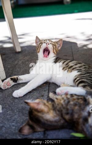 Cat yawn after sleeping on floor Stock Photo - Alamy