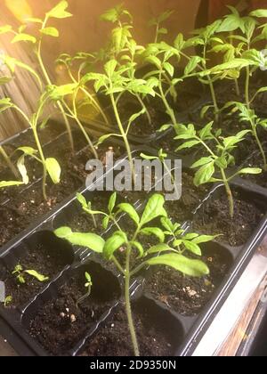 Seedling pots, planting seedlings and baby plants of sempervivum ...