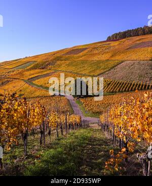 View of the vineyards in Varnhalt near Baden Baden Baden Wuerttemberg ...