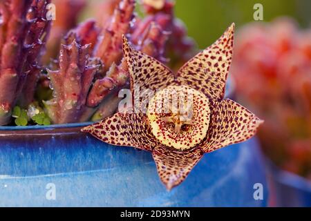 Beautiful flower of Stapelia gigantea. Star-shaped cactus flower with ...