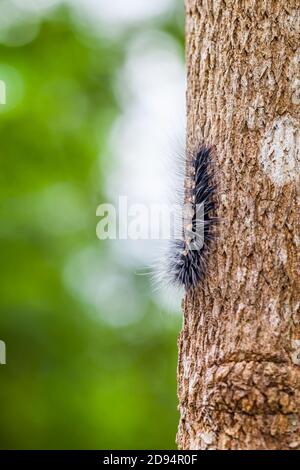Stinging Nettle Cup Moth Caterpillar, Setora nitens, family Limacodidae ...