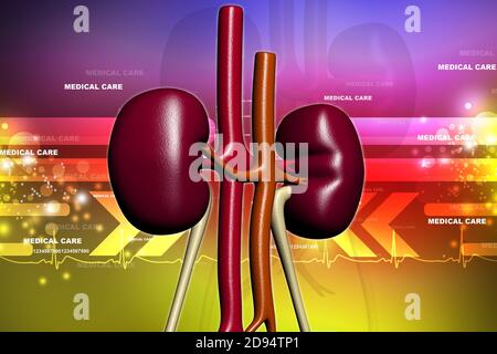 Kidneys in digital design Stock Photo - Alamy