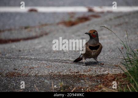 A northern flicker standing on a concrete sidewalk looking for food ...