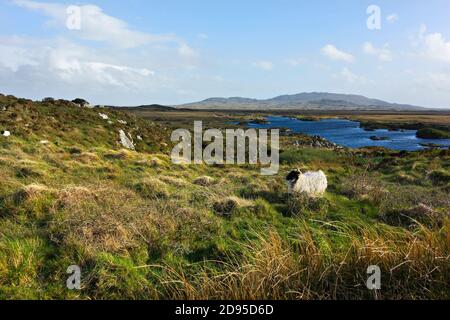Sheep in Irish Landscape, Connemara, County Galway, Republic of Ireland ...