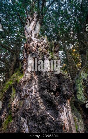 Spooky looking yew tree with gnarled and twisted branches with grunge ...