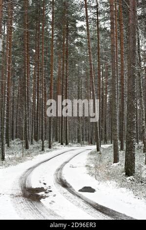 gravel road running through forest landscape and grapevines in a ...