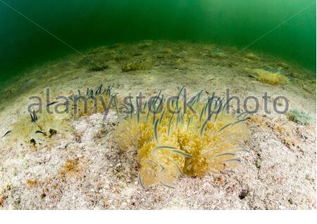 Upside Down Jellyfish, Mangrove Jellyfish (Cassiopeia andromeda Stock ...