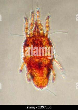 Twospotted Spider Mite (Tetranychus urticae) on an apple tree bud, at ...
