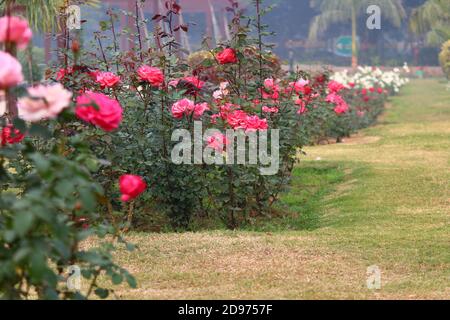 Roses at National Rose Garden, New Delhi, India Stock Photo - Alamy